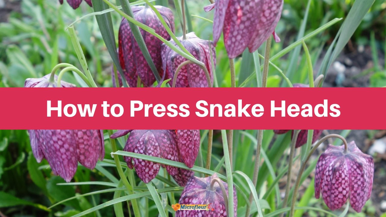 Pressing Snake Heads - Microfleur