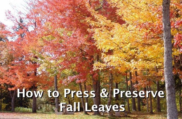How to Press and Preserve Fall Leaves – Microfleur