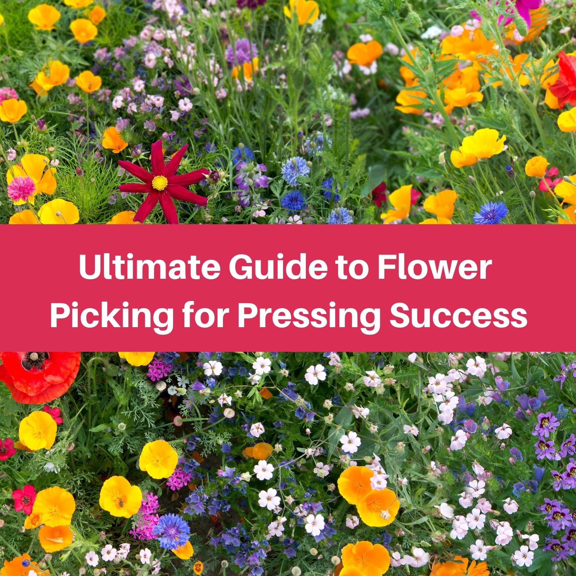 Ultimate Guide to Flower Picking for Pressing Success - Microfleur